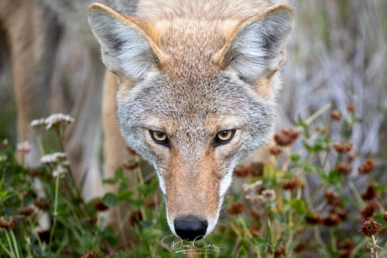 Behind the Shot: Coyote Closeup