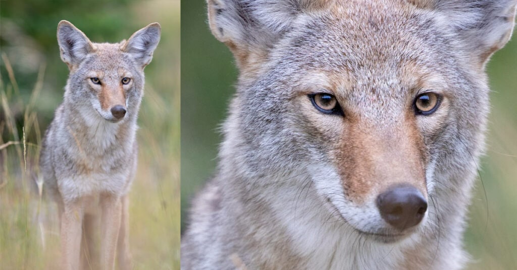 Behind the Shot: Coyote Closeup